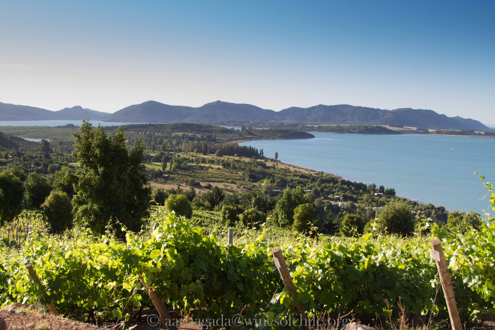 Chile | Vinos Latinos